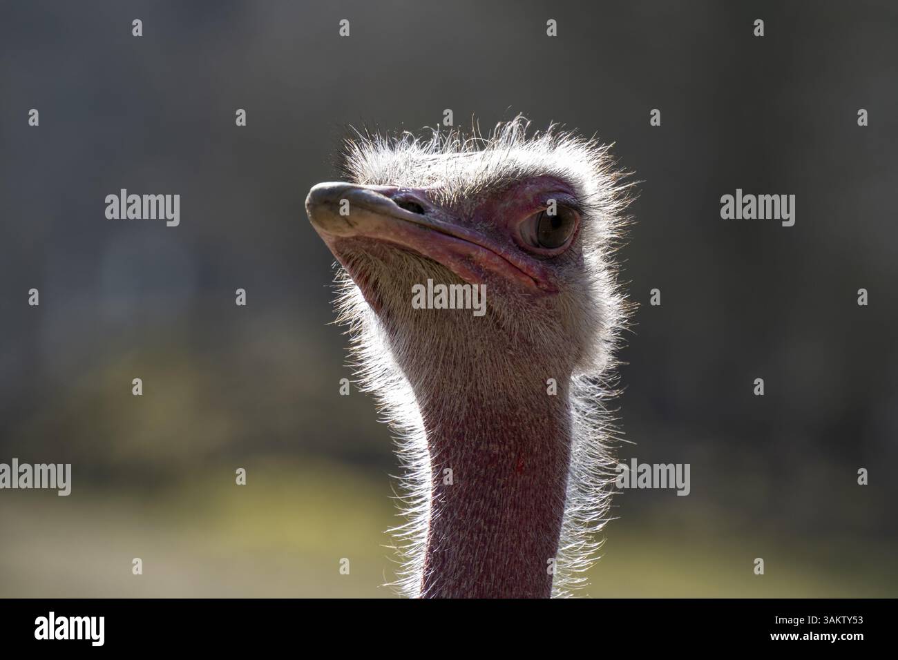 North African red-necked ostrich (Struthio camelus), portrait, captive ...