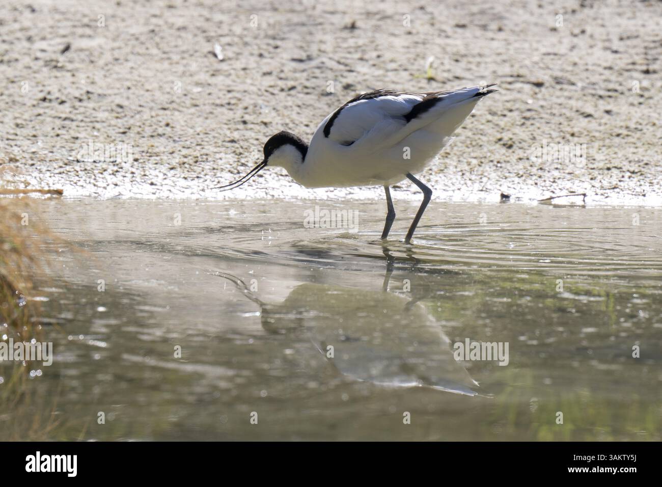 Avocet (Recurvirostra avosetta) standing in water, reflection ...