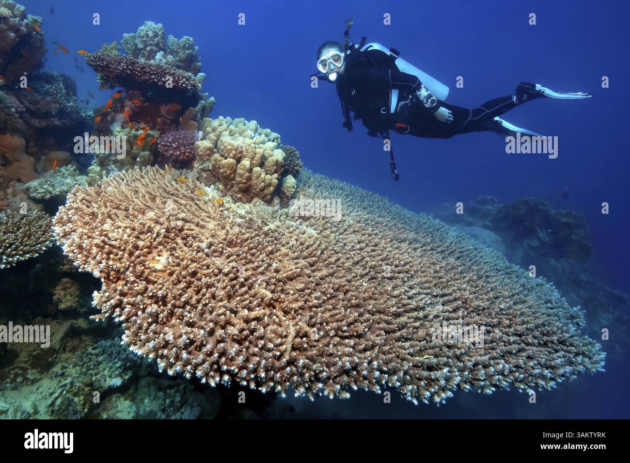Underwater photo of diver looking at large table coral (Acropora ...