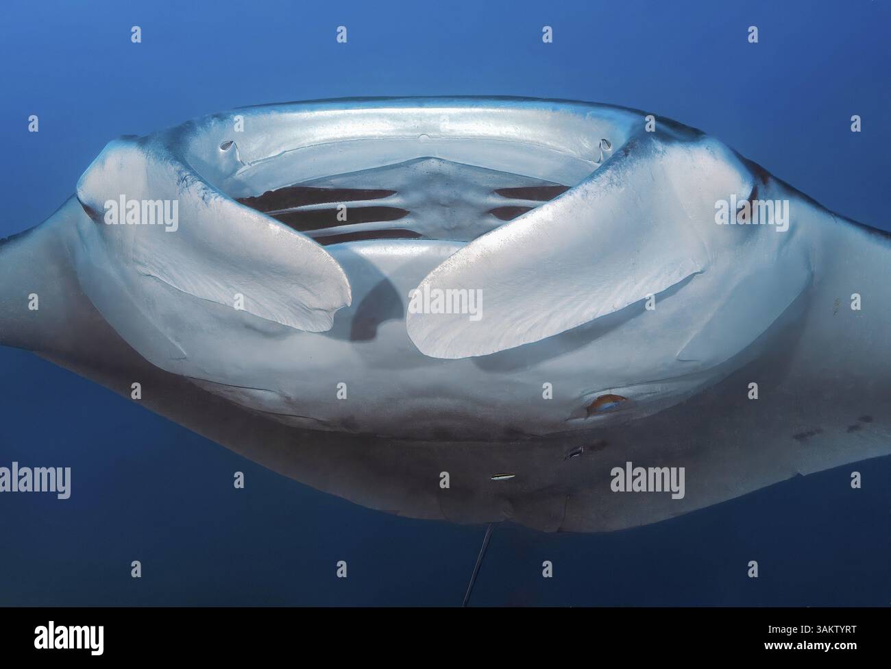 Underwater photo head portrait close-up of giant ray manta ray (Manta birostris) plankton eater ...