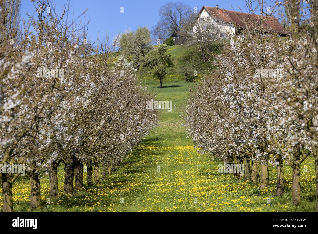Fruit growing, flowering cherry trees in a row, farm behind, Fricktaler ...