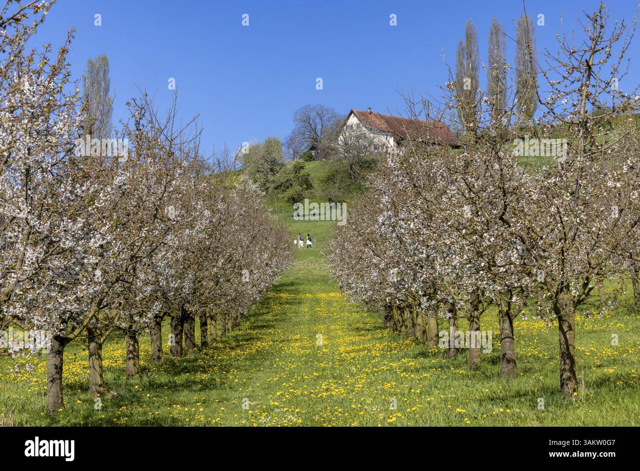 Fruit growing, flowering cherry trees in a row, farm behind, Fricktaler ...