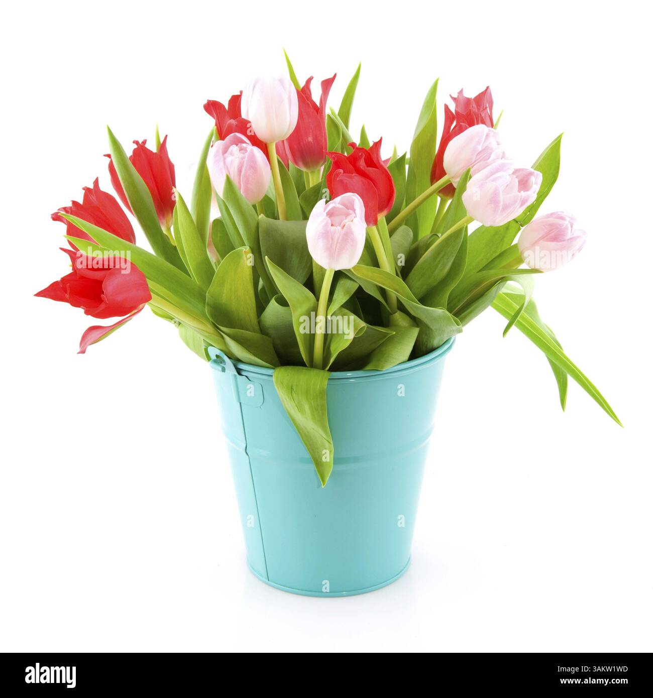 Pink tulips in light Cut Out Stock Images & Pictures - Alamy