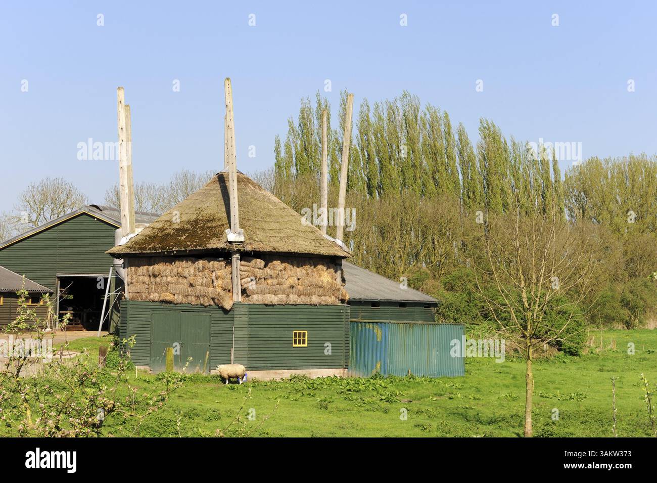 Dutch farmhouse with haystack and livestock Stock Photo - Alamy
