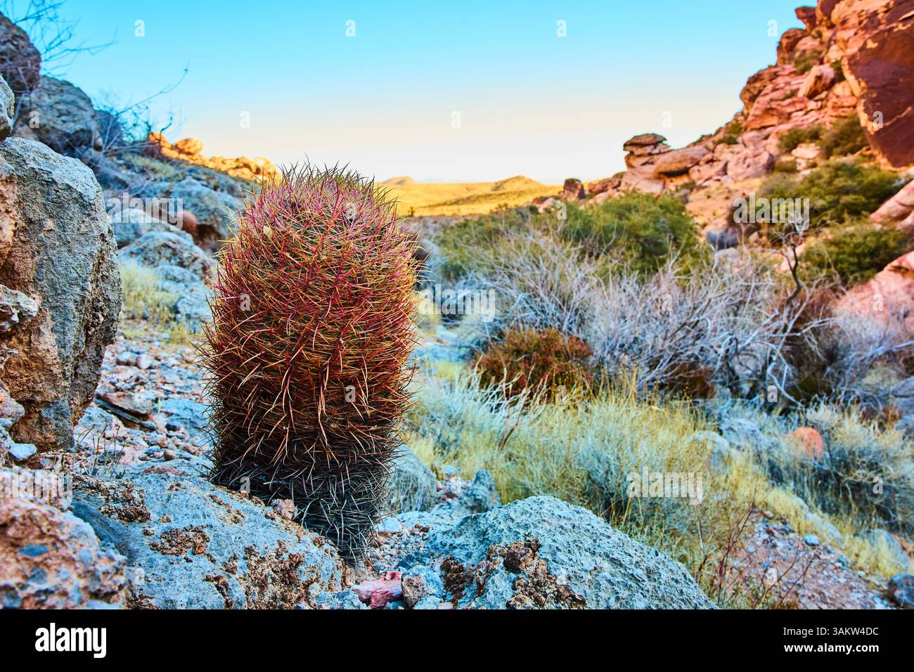 Barrel Cactus and Rugged Terrain at Golden Hour Eye-Level in Nevada Desert Stock Photo - Alamy
