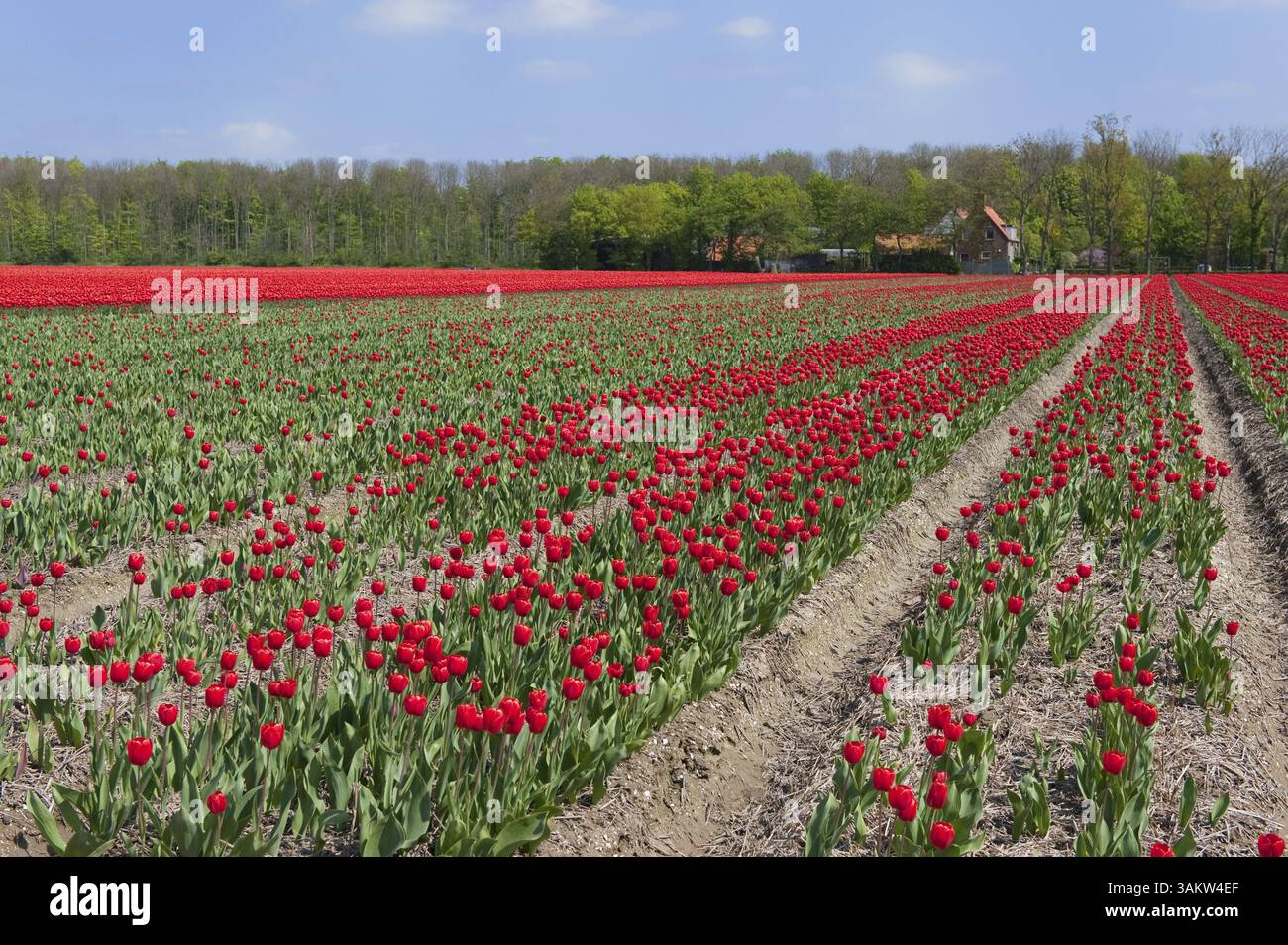 Europes flower fields hi-res stock photography and images - Alamy