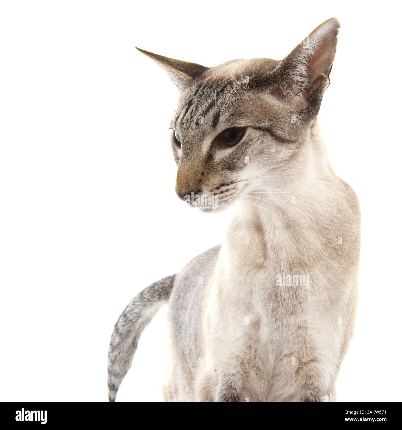 Siamese breed tabby cat isolated over white Stock Photo - Alamy