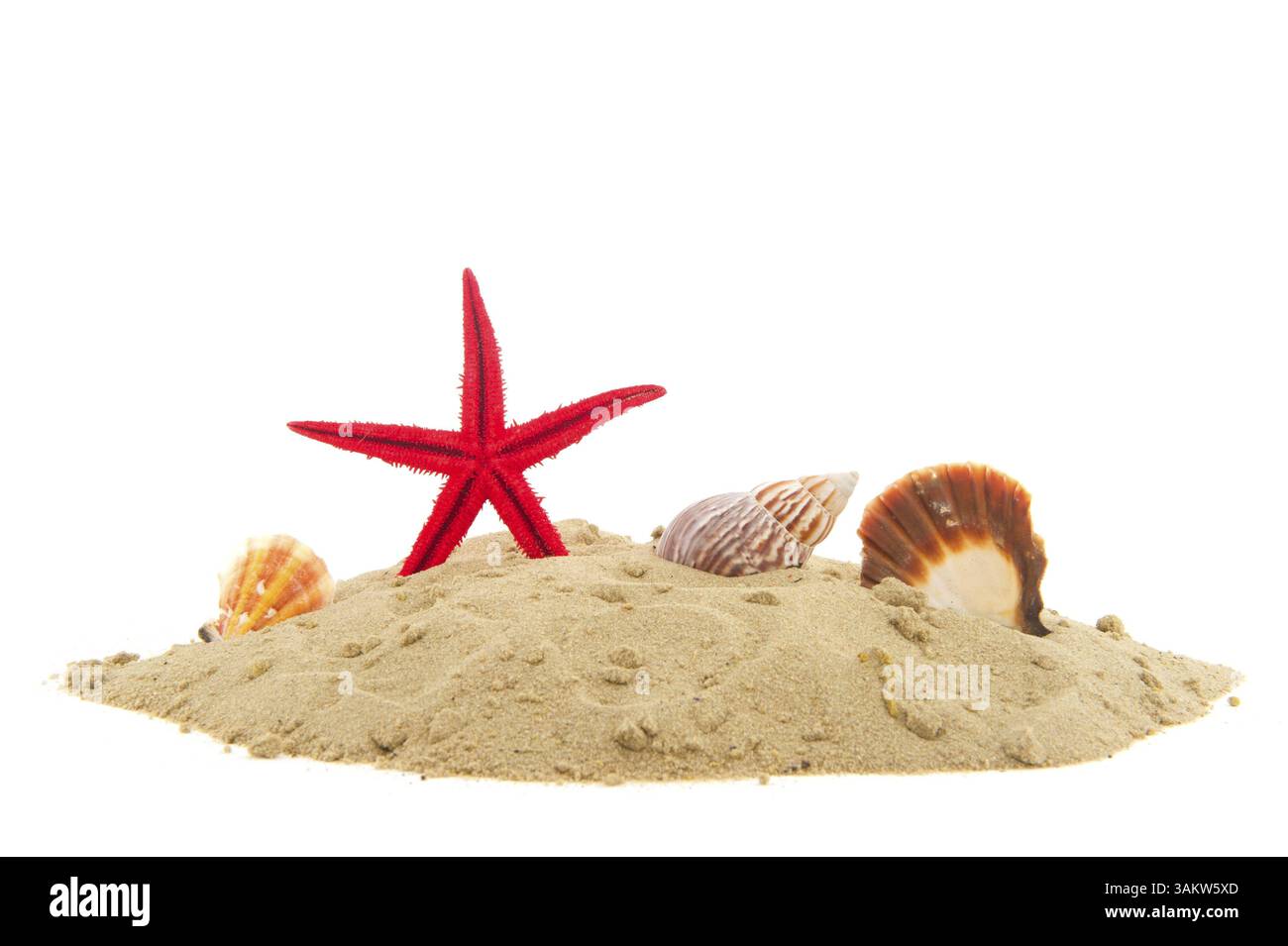 Sea stars shells on Cut Out Stock Images & Pictures - Alamy