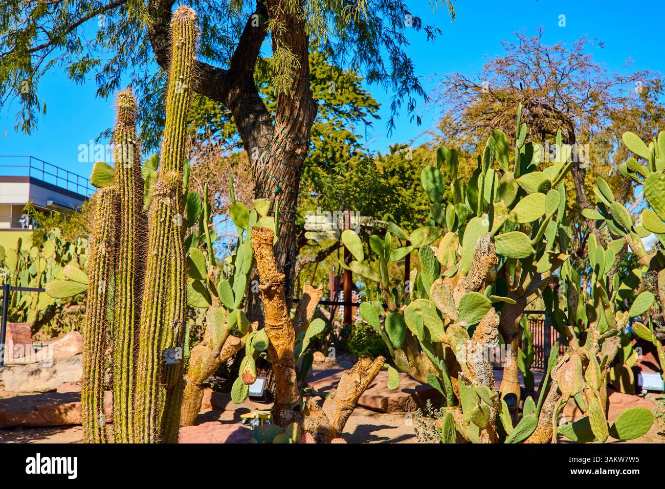 Cacti and Tree in Las Vegas Desert Garden Eye Level View Stock Photo ...