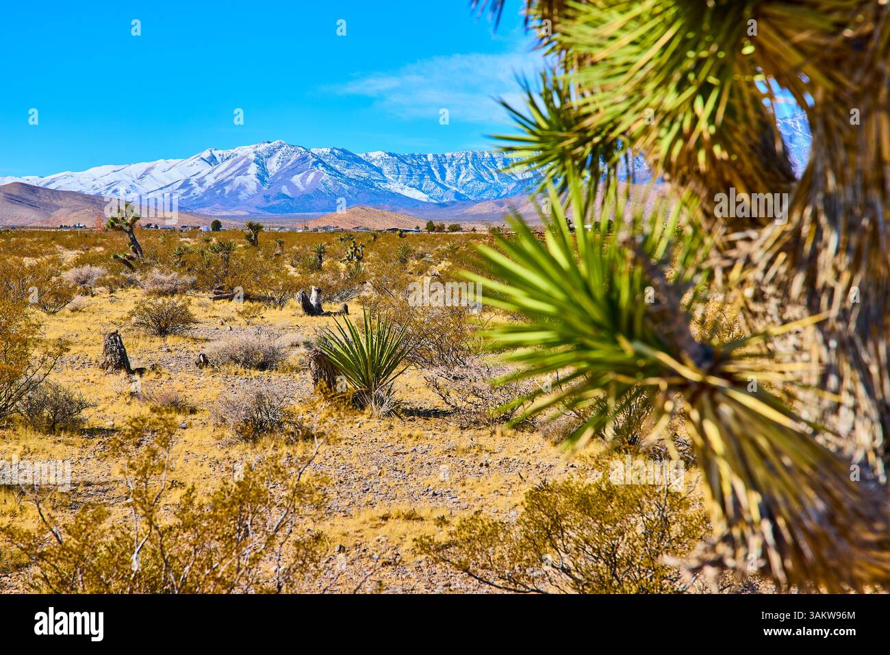 Joshua Trees and Snowy Peaks in Mojave Desert Eye-Level Perspective ...