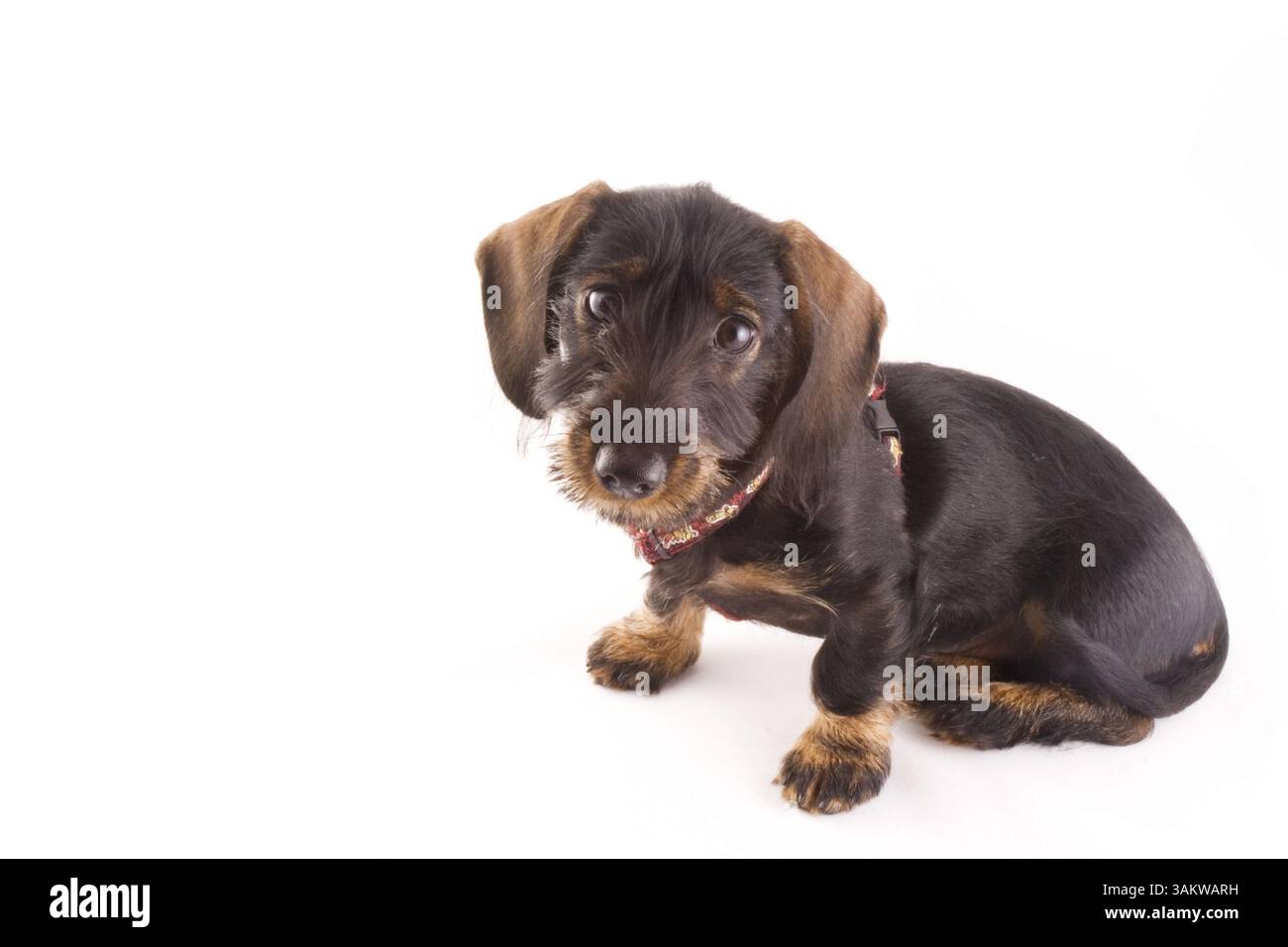Little hounds hi-res stock photography and images - Alamy