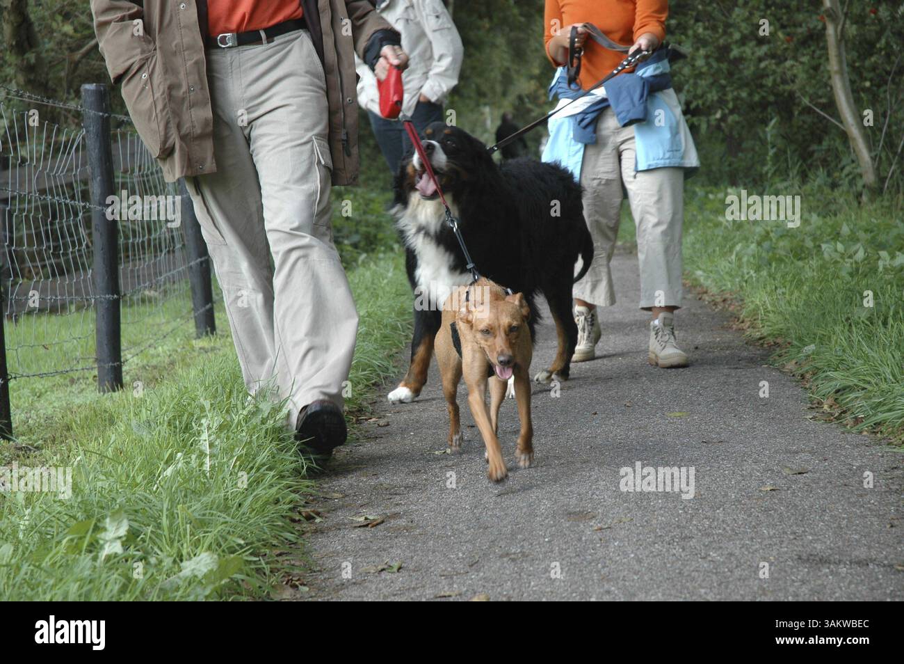 People walking with their dogs Stock Photo - Alamy