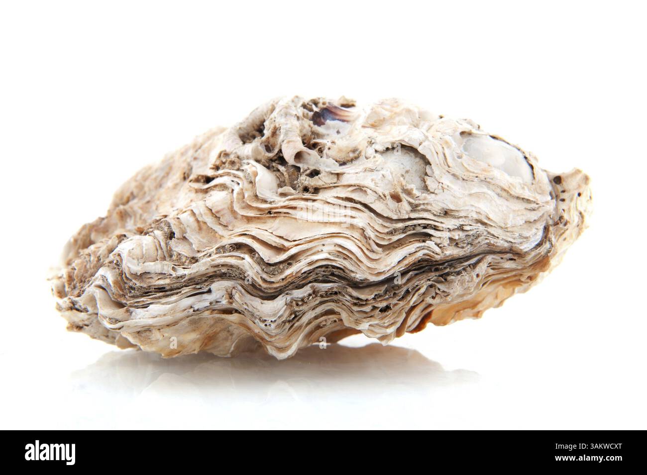 Closed oyster as animal body isolated over white Stock Photo - Alamy
