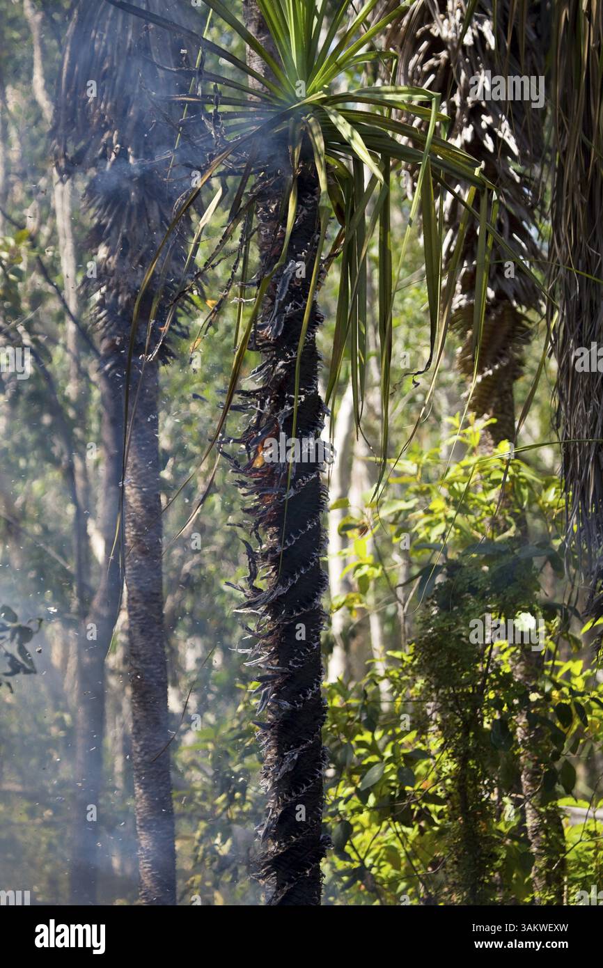 Rain forest in darwin hi-res stock photography and images - Alamy