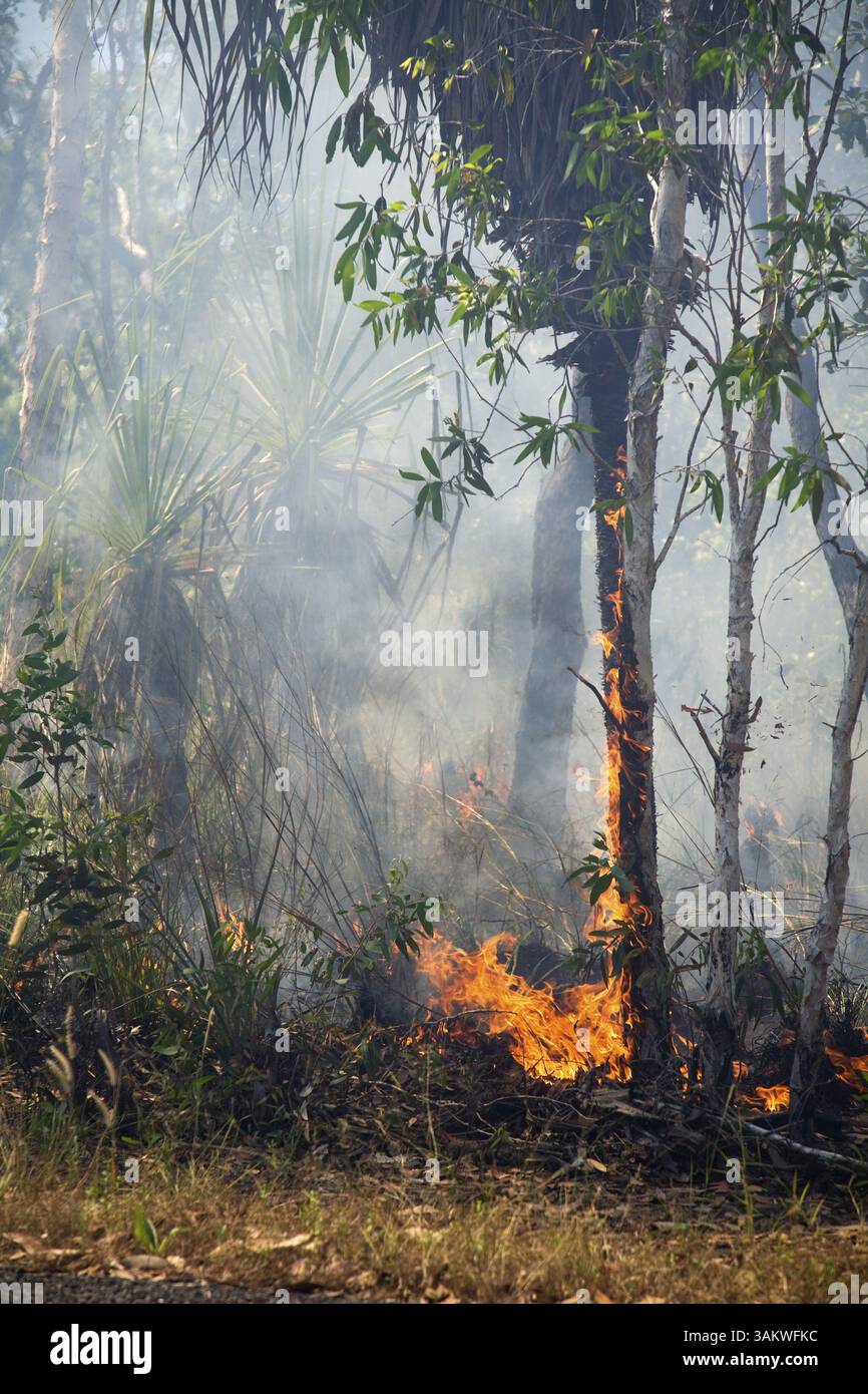 Dangerous fire in the tropical forest Stock Photo - Alamy