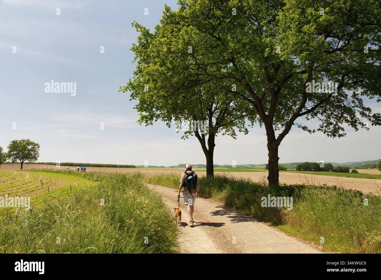 Dutch landscape with man and dog in Limburg with hills and horizon ...