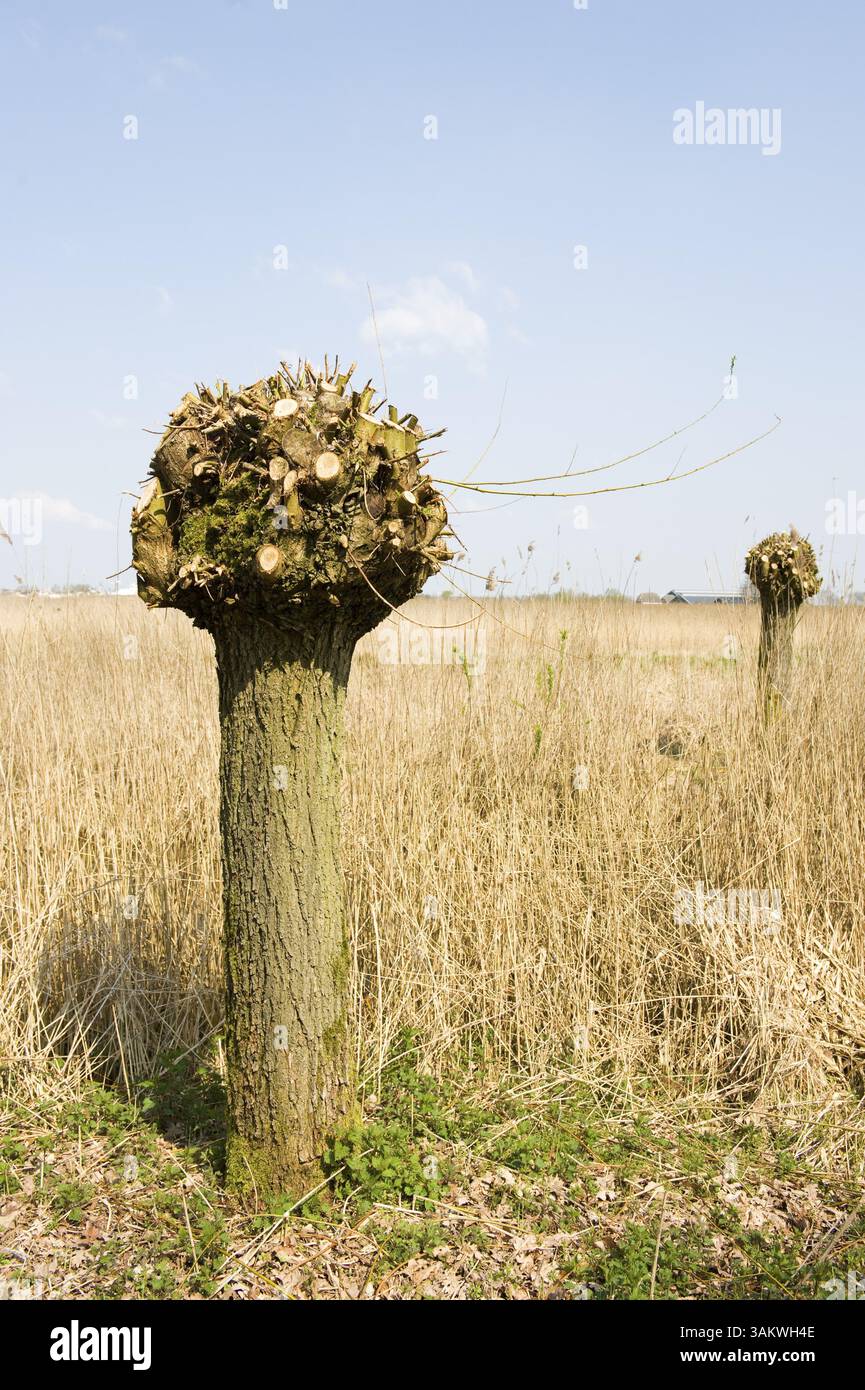 Dutch knotted willow tree in vertical landscape Stock Photo - Alamy