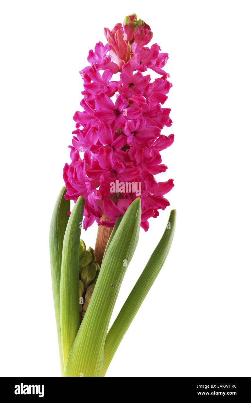 Pink spring blossom on Cut Out Stock Images & Pictures - Alamy