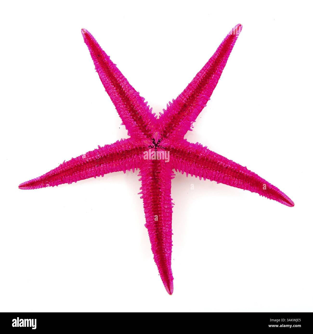 Pink starfish beach animal isolated over white background Stock Photo - Alamy