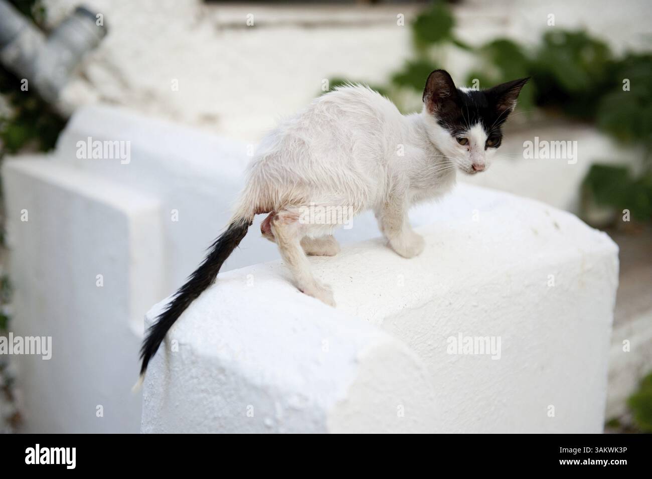 Poor Greek stray cat in black and white Stock Photo - Alamy