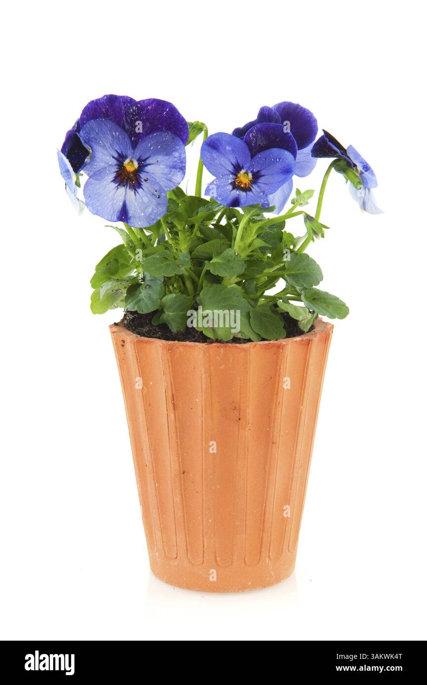 Blue Violets in ceramic pot for the garden Stock Photo - Alamy