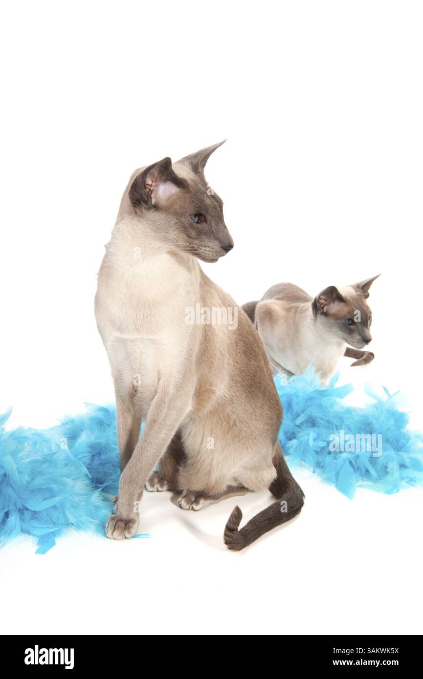 Feathers house Cut Out Stock Images & Pictures - Alamy