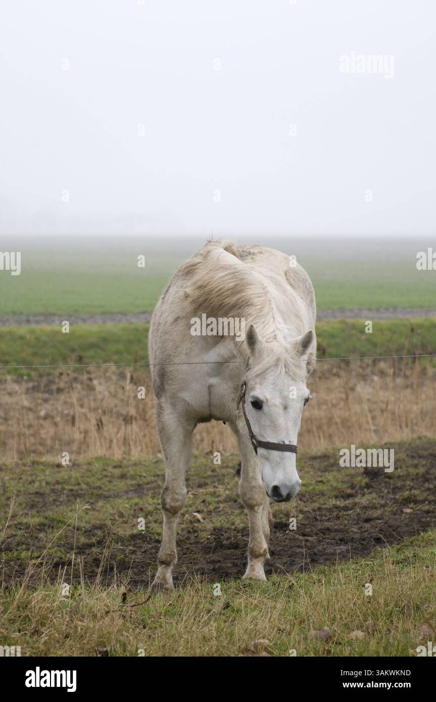 Wit paard hi-res stock photography and images - Alamy