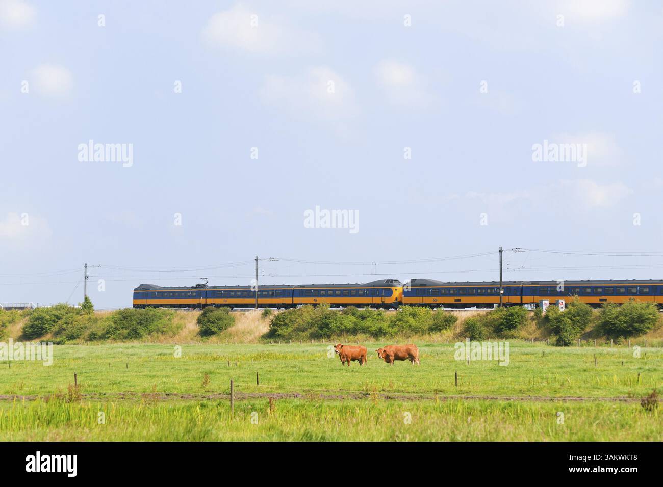 Dutch train in agriculture landscape with cows Stock Photo - Alamy