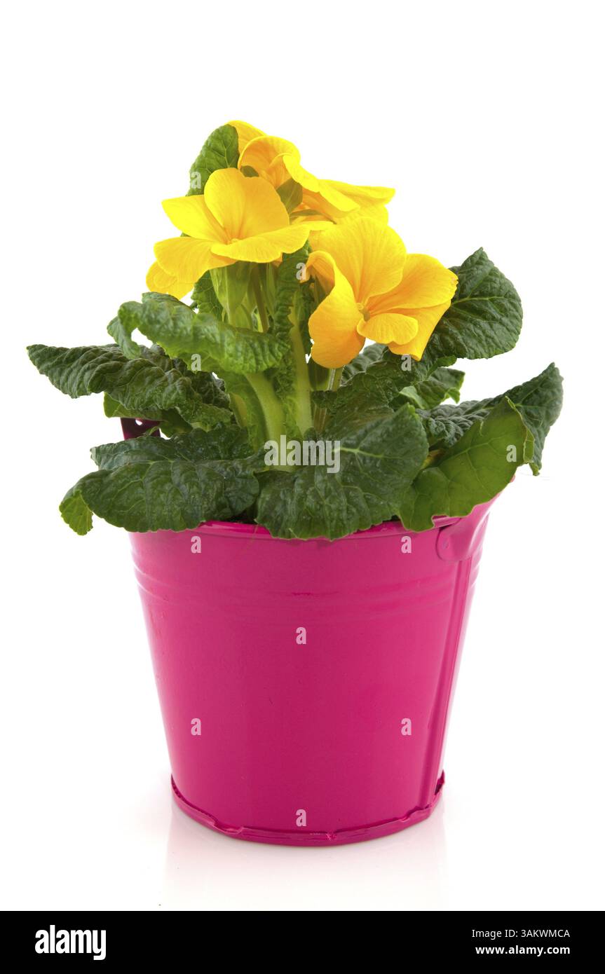 Pink rose garden in Cut Out Stock Images & Pictures - Alamy