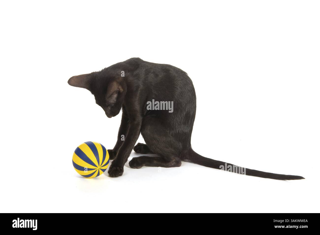 Black Siamese cat playing with striped toy ball Stock Photo - Alamy