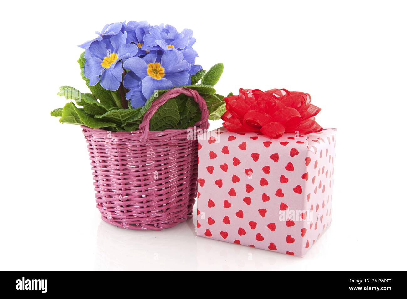 Primula a Cut Out Stock Images & Pictures - Alamy