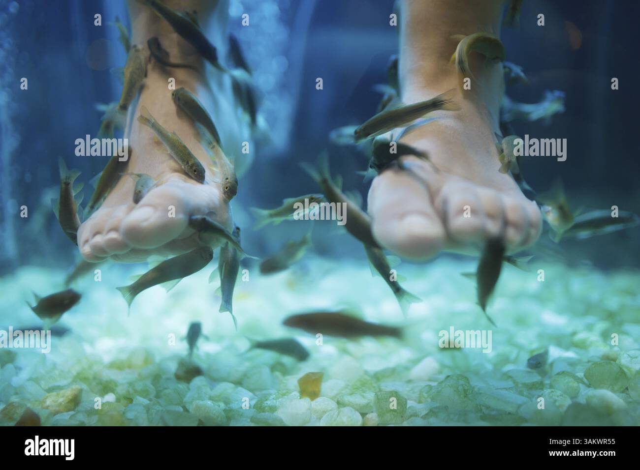 Fish spa pedicure wellness skin care treatment with the fish rufa garra ...