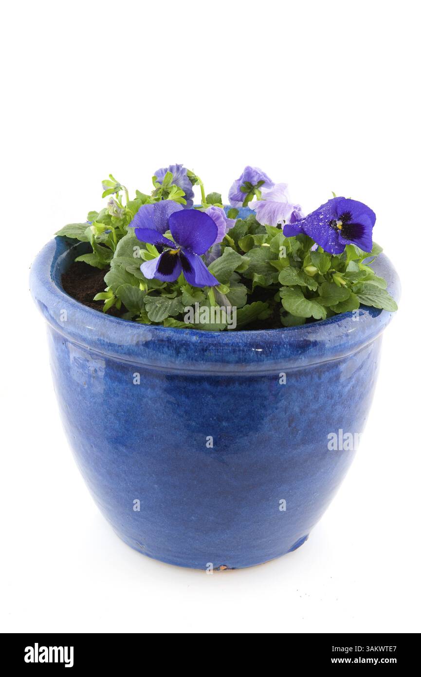 Blue pansies in pot for outdoor garden Stock Photo - Alamy