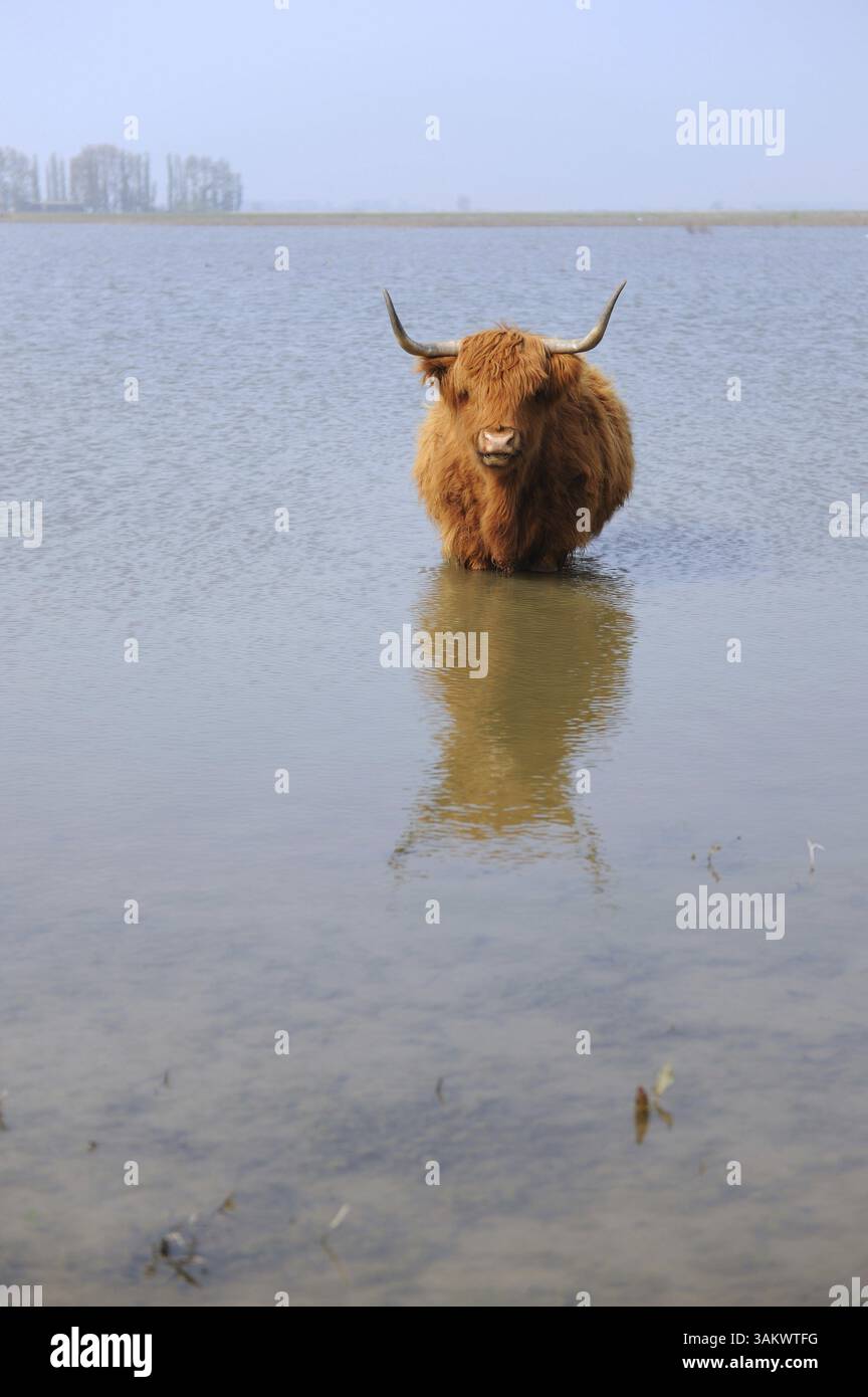 Highland cattle in water hi-res stock photography and images - Alamy