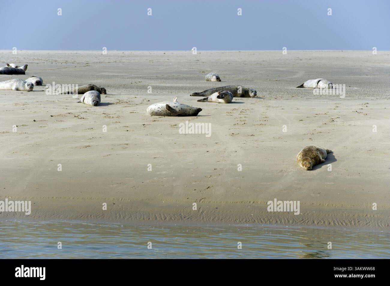 Seal in dutch wadden hi-res stock photography and images - Alamy