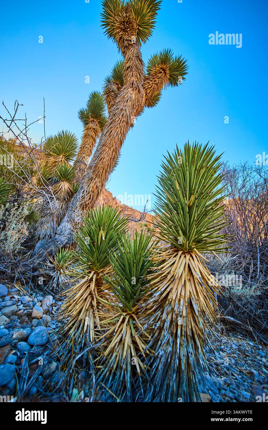 Joshua Trees in Mojave Desert with Low Angle Perspective Stock Photo ...