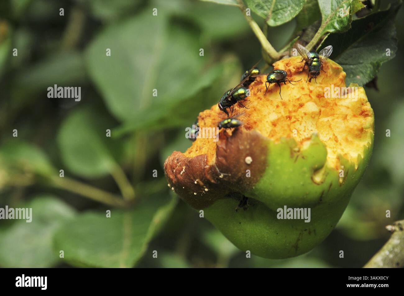 Flies at the rotten apple Stock Photo - Alamy