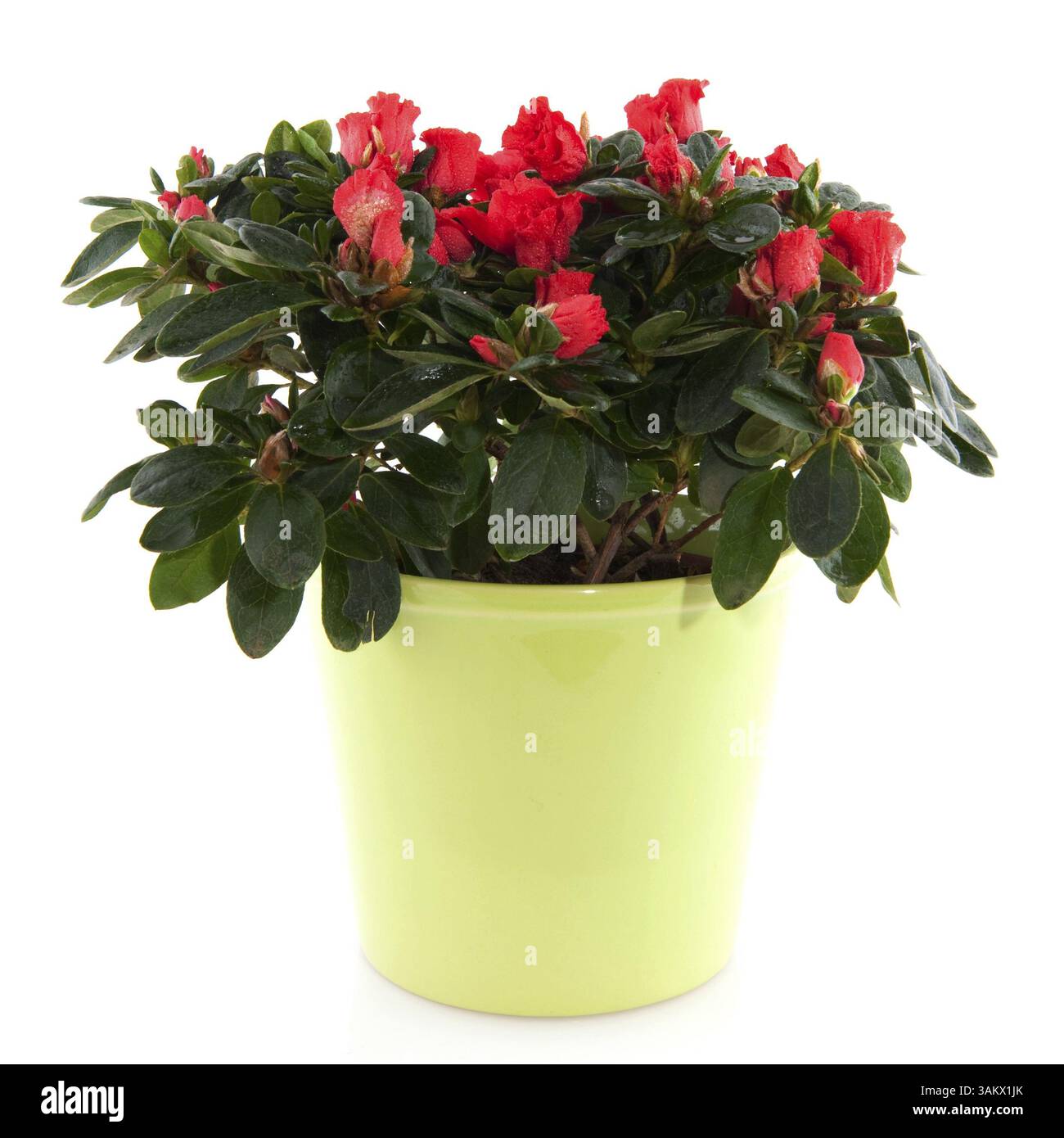 Red Azalea plant in green flower pot isolated over white Stock Photo ...