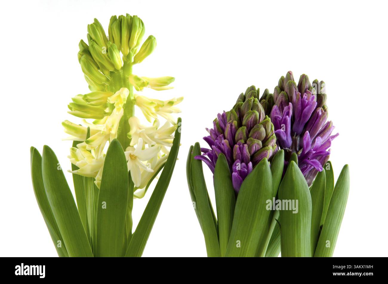 Spring blooms in purple Cut Out Stock Images & Pictures - Alamy