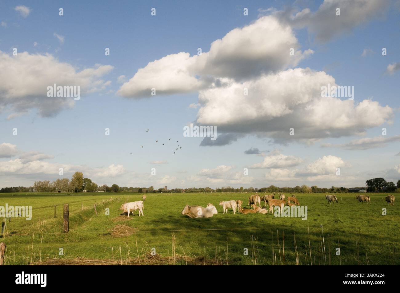 Dutch flat landscape with cows farmland and blue cloudy sky Stock Photo ...