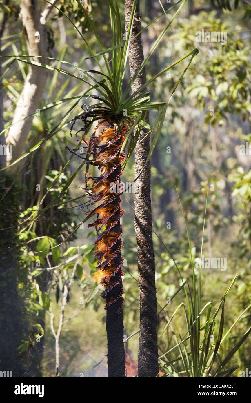 Rain forest in darwin hi-res stock photography and images - Alamy