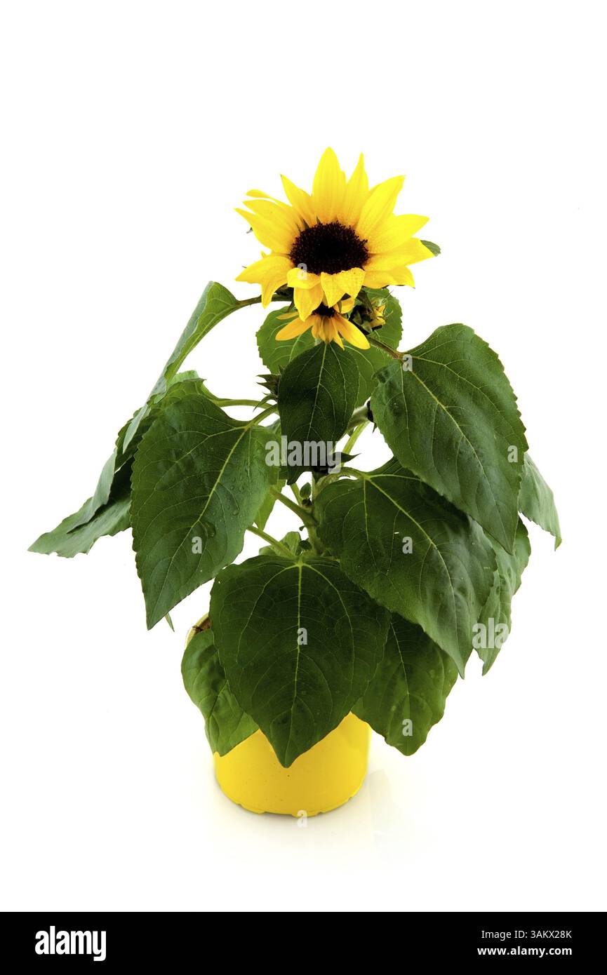 Sunflower in yellow pot isolated over white Stock Photo - Alamy