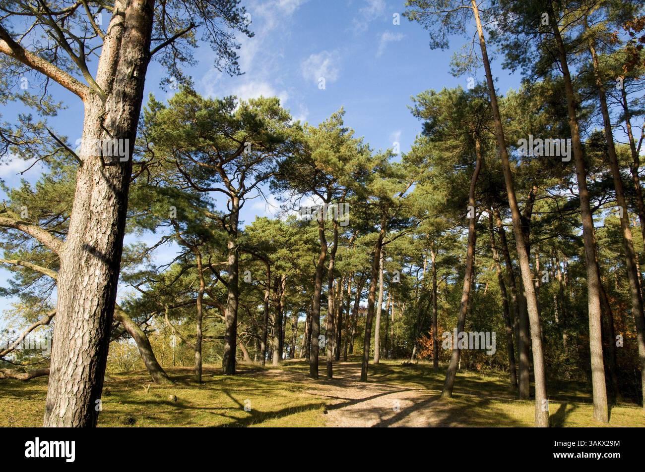 Soesterduinen netherlands dune hi-res stock photography and images - Alamy