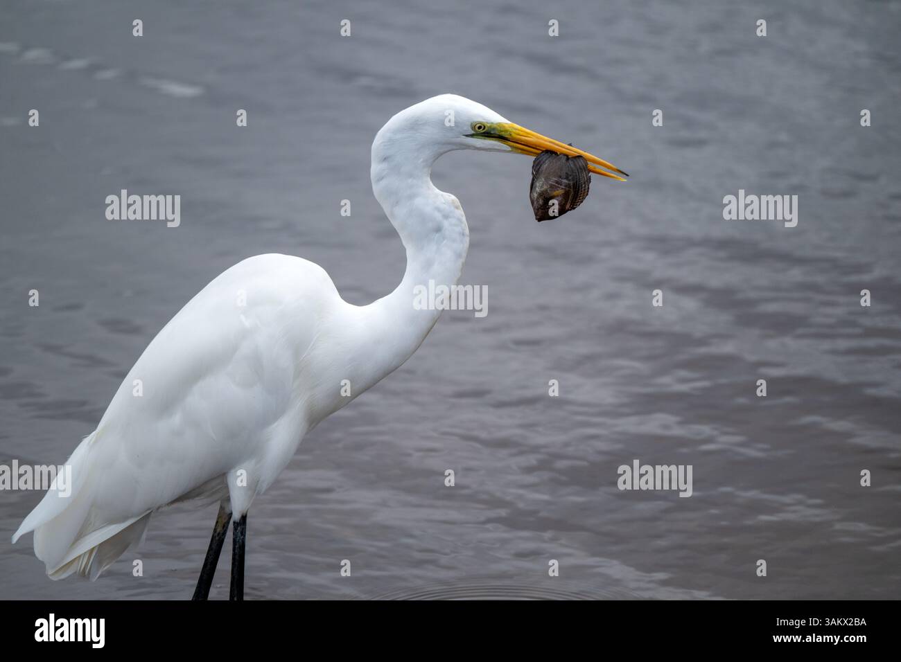 Great White Egret Heron, Ardea alba, eating fish, large coastal wading ...