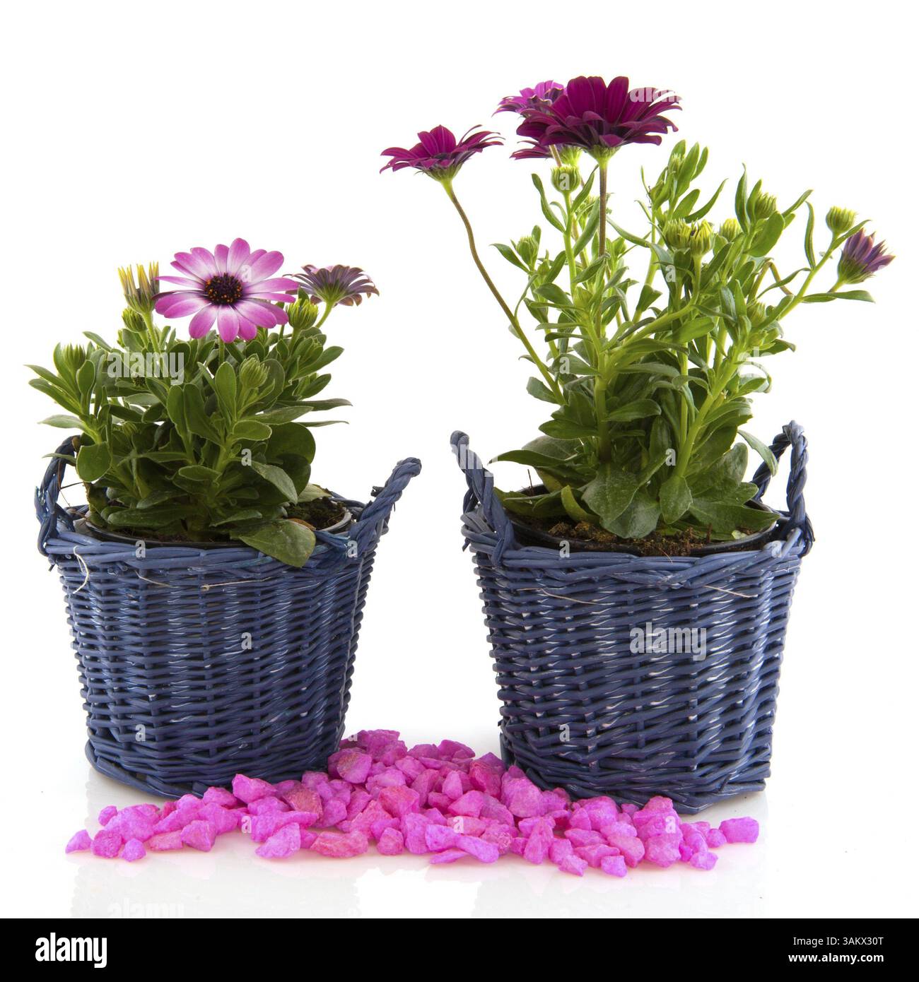 Garden Spanish daisies flowers in blue cane baskets Stock Photo - Alamy