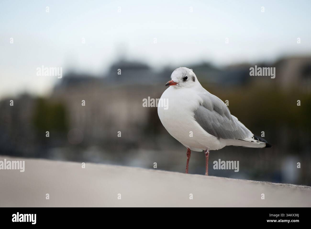 Seagull bird on a railing in paris Stock Photo - Alamy