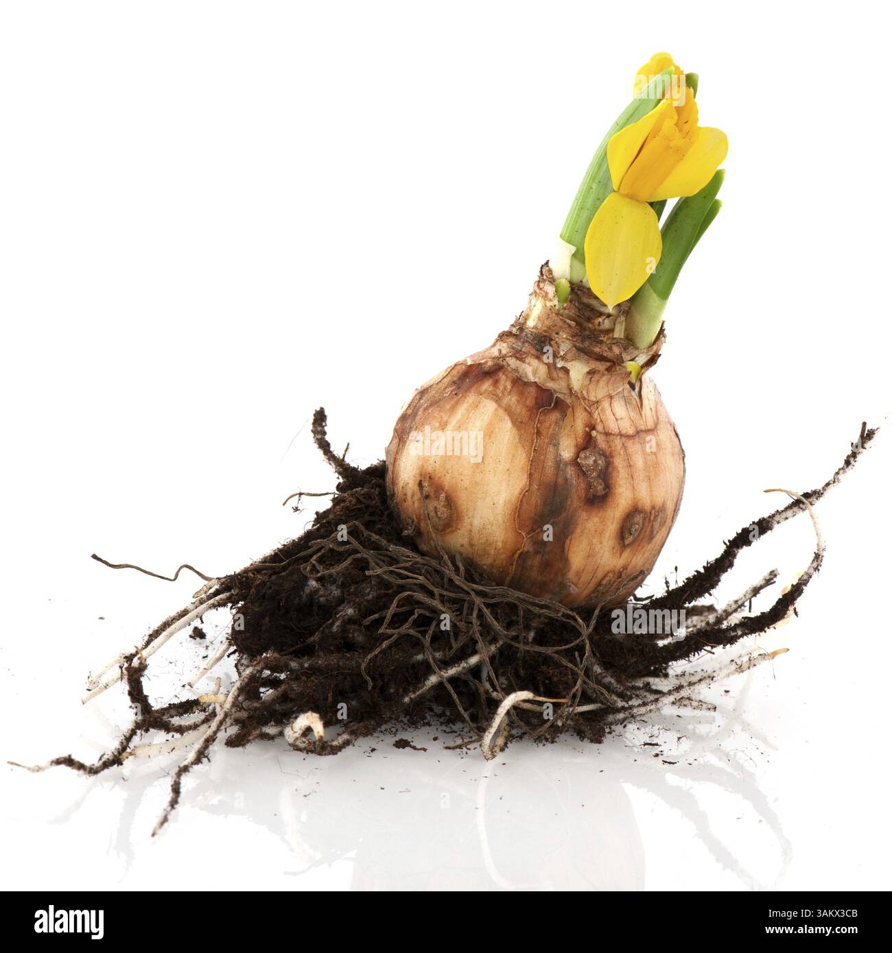 Daffodil, flower, bulb, yellow, spring, easter, growing, open, growth ...