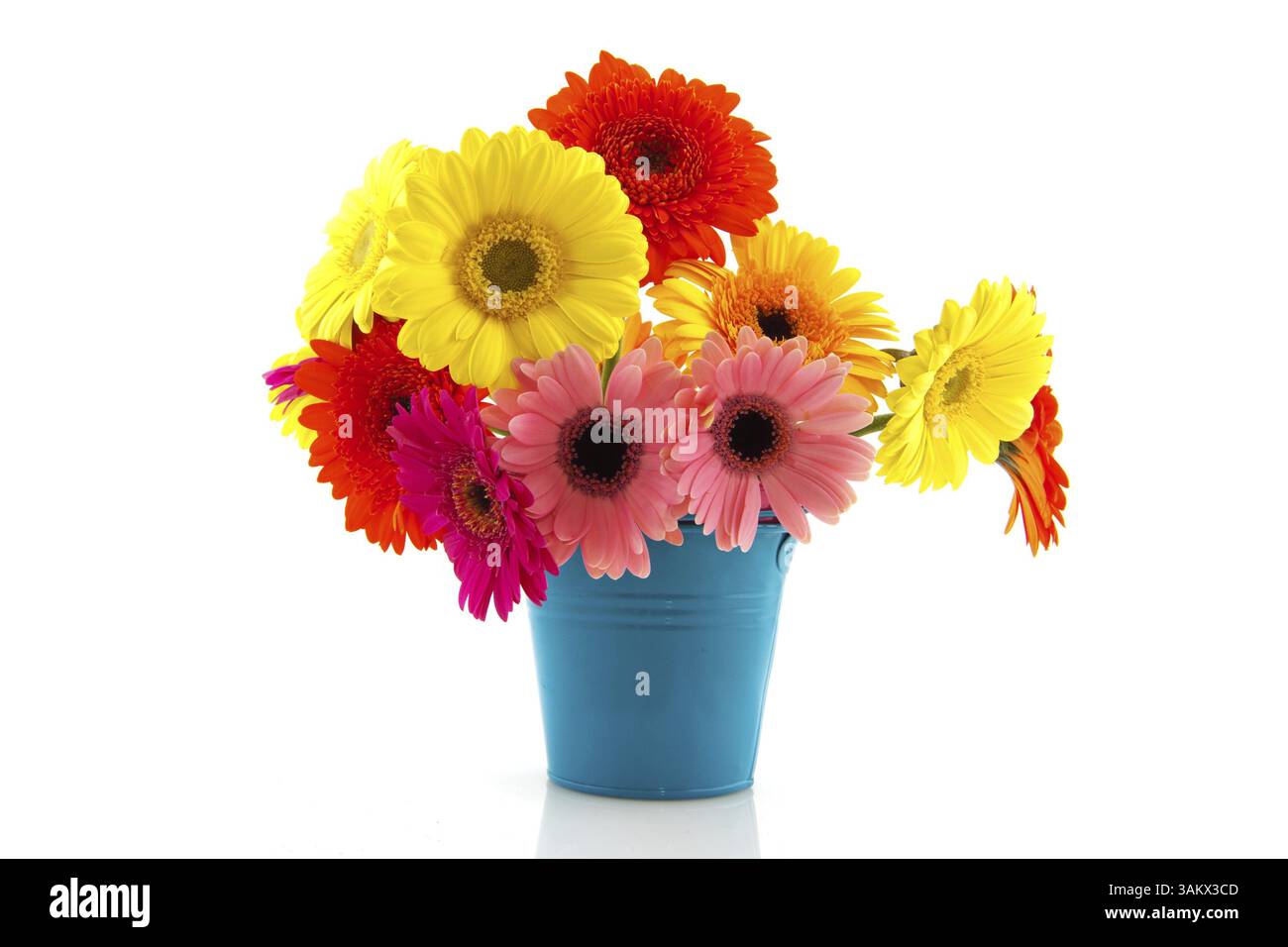 Colorful Gerber bouquet in different colors isolated over white Stock ...