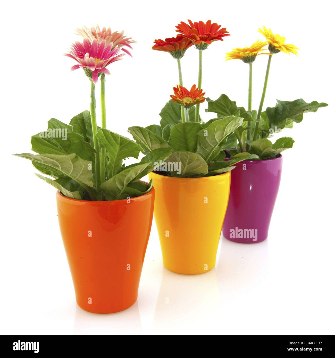 Colorful Gerber plants in flower pots isolated over white Stock Photo ...