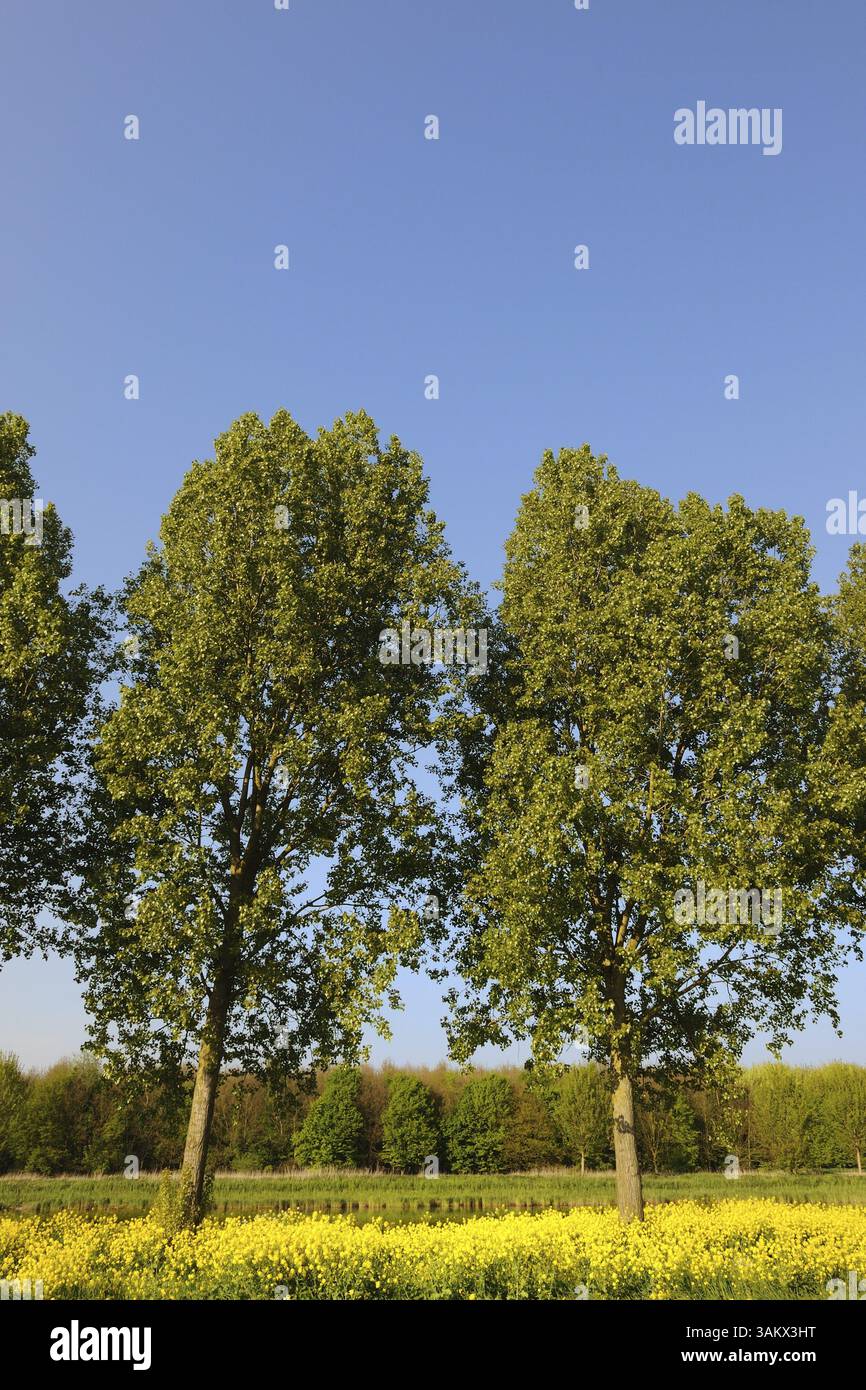 Cole seeds hi-res stock photography and images - Alamy